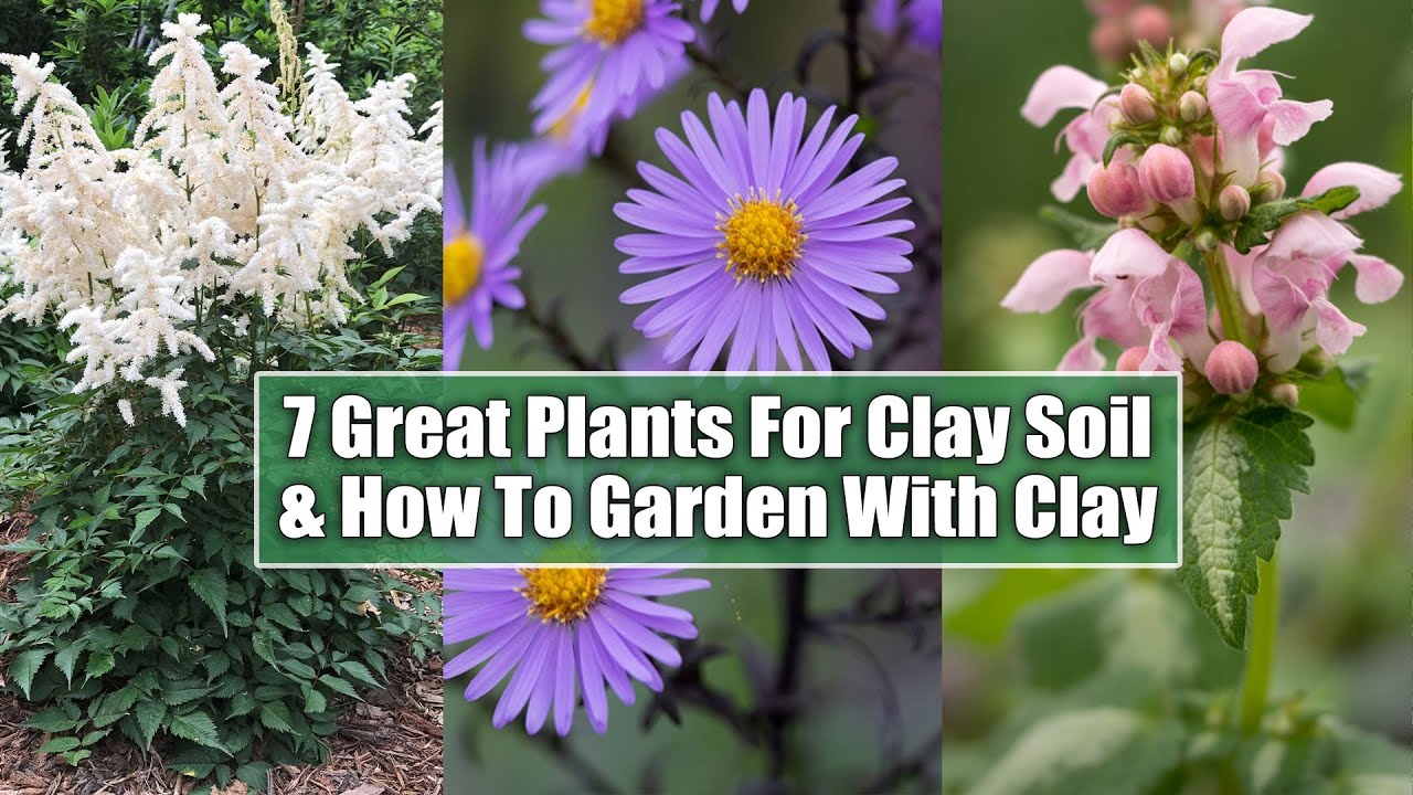 7 Perennials That Thrive In Clay & How To Garden In Clay Soils - YouTube