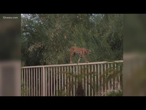 Bobcats spotted in south Phoenix neighborhoods - YouTube
