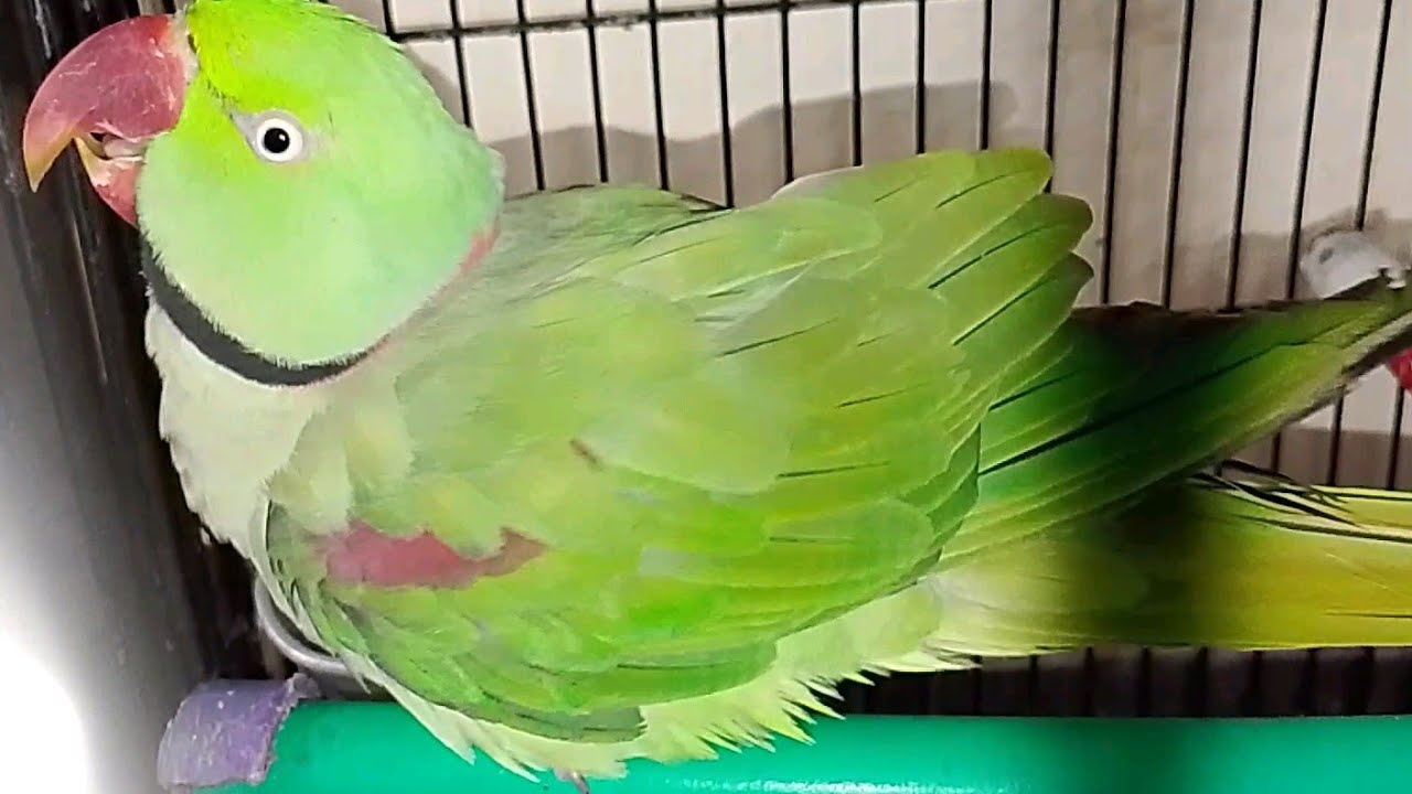 cute suno//loving birds - YouTube