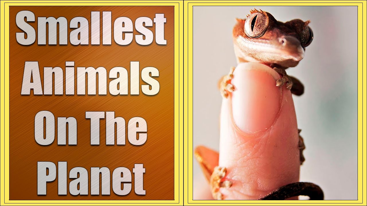 23 Smallest Animals On The Planet | Size Comparison - YouTube