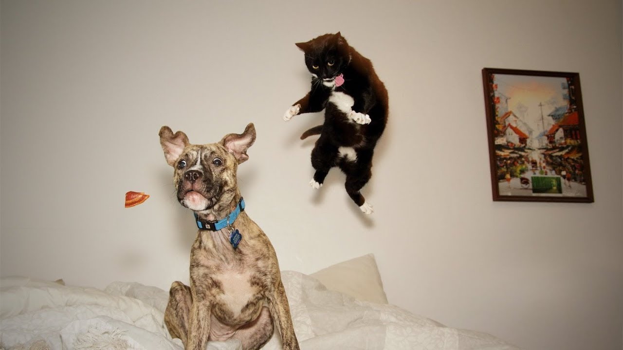 Самые смешные и милые котики и собаки 🐱🐶 Подборка смешных видео 11