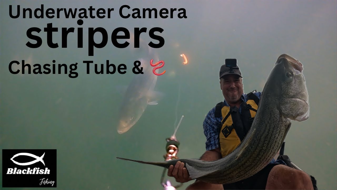 Underwater video of Striped Bass chasing Tube & Worm 🪱 - YouTube
