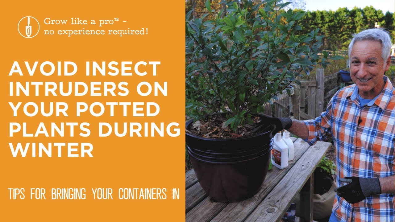 Avoid Insect Intruders on Your Potted Plants During Winter - YouTube