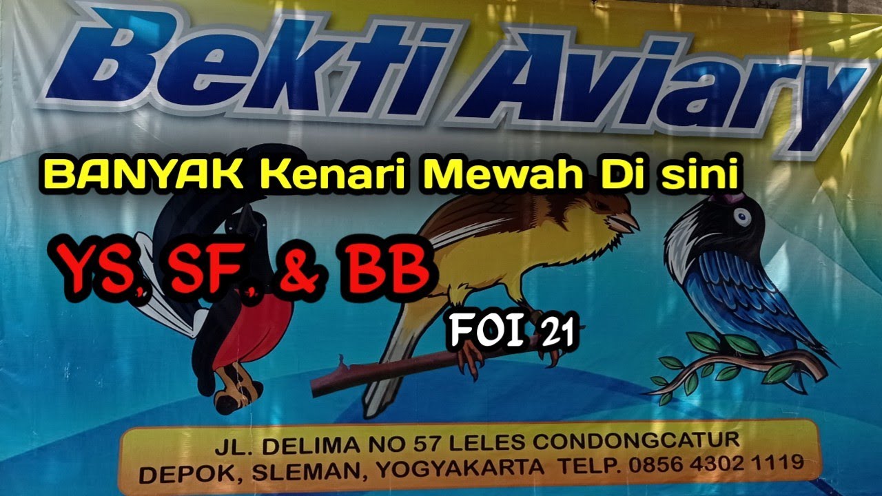 BEKTI AVIARY Jogja Kedatangan Banyak kenari Ys,Sf, & Bb ring Foi 21 ...