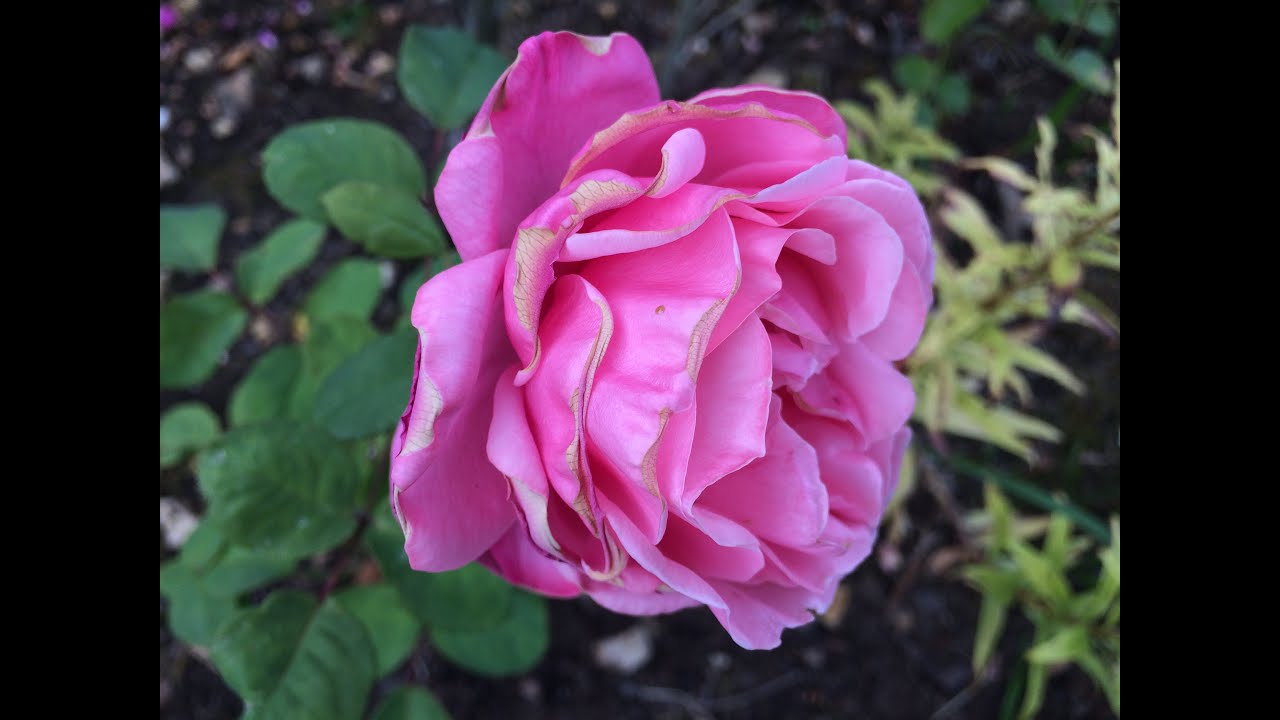 Rose 'LINE RENAUD ®' 'MEICLUSIF' La rose enchantée - YouTube