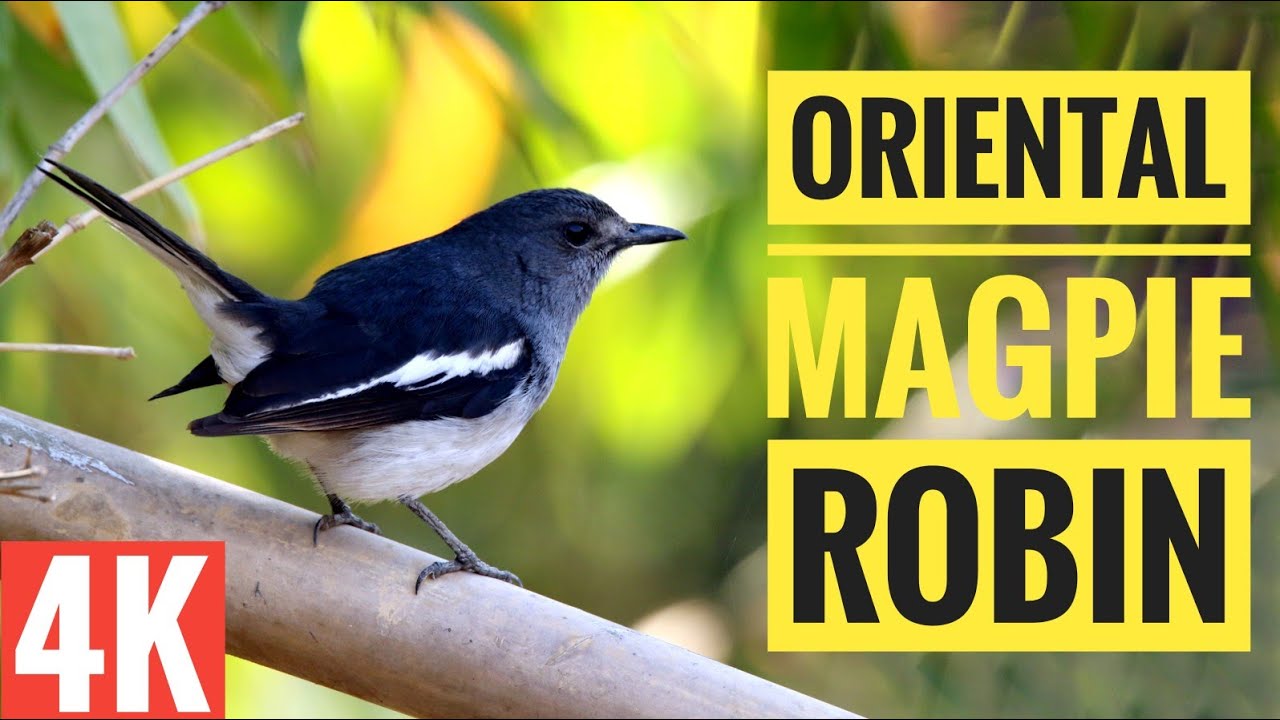 Oriental Magpie-Robin Calling | (दयाळ) Dayal Bird | Window Birding ...