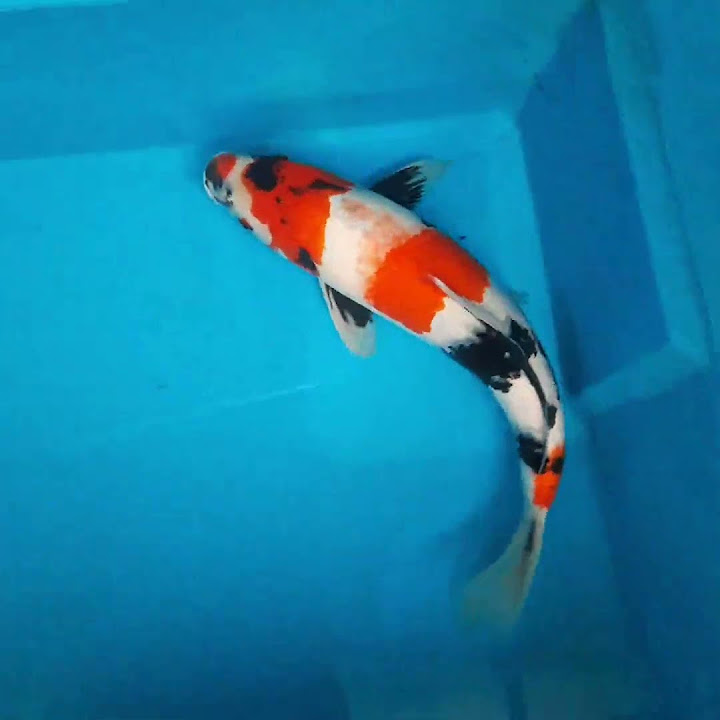 G 5275 05 SHOWA 38CM FEMALE FARM OGATA - YouTube