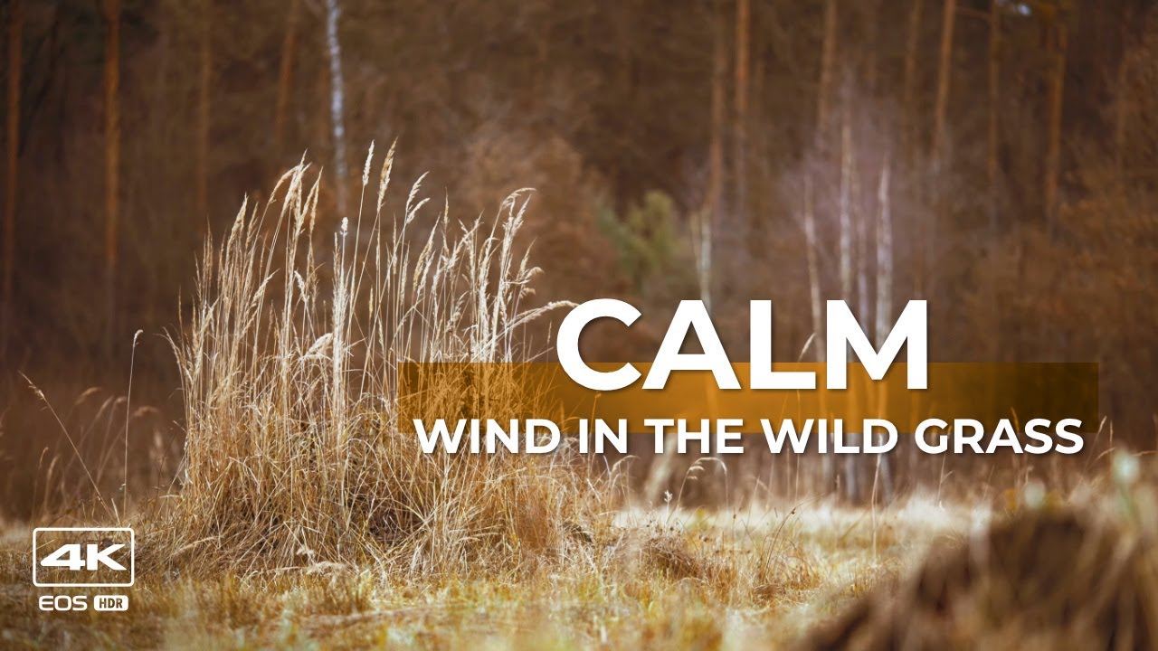 4K video and natural ambient sounds - Calm wind in the wild grass - YouTube