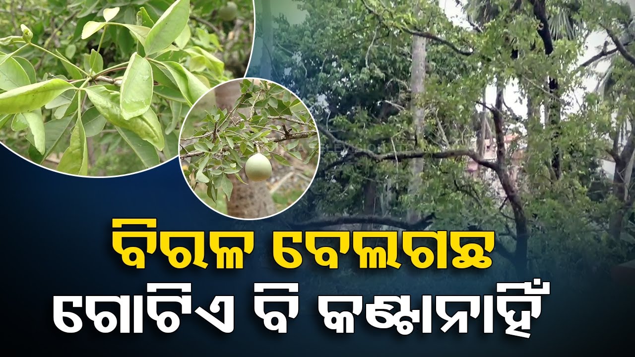This thorn-less Bael tree in Jajpur is worshiped by locals - YouTube