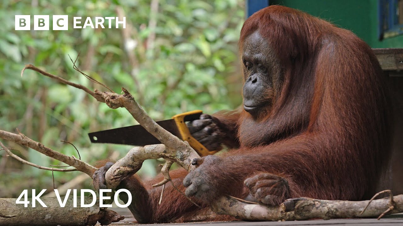 Funny Orangutan Learns to Saw Wood | 4K Video | Spy In The Wild | BBC ...