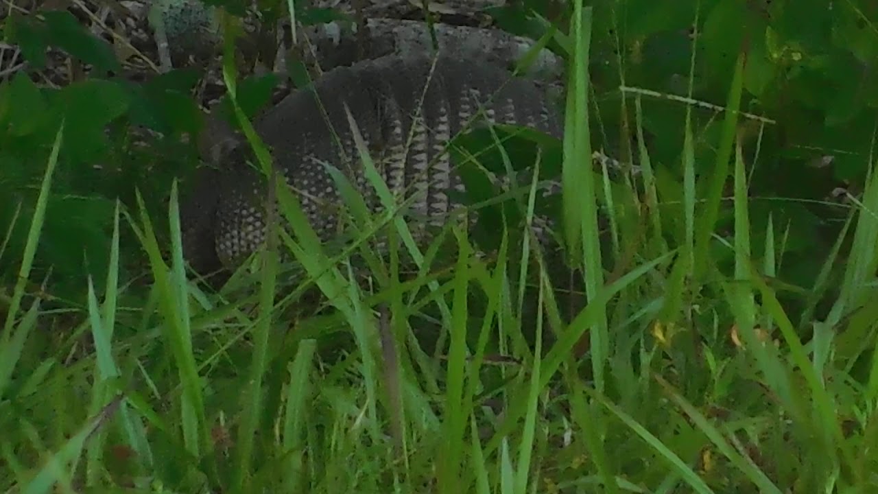 Andy the armadillo at the Fort. - YouTube