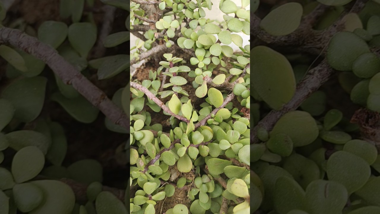 jade plant #garden#plants#gardeningideas#shortsfeed#youtubeshorts#short ...