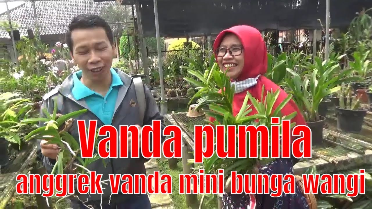 Vanda pumila anggrek vanda mini bunga wangi species asal Sumatera - YouTube