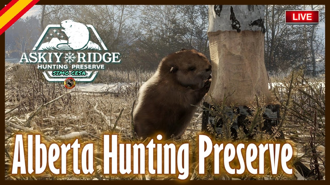 En Directo 🔴RESERVA ASKIY RIDGE Y SUS MALDITOS ROEDORES DE MADERA - YouTube