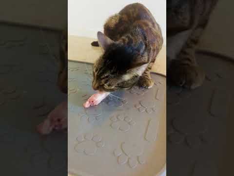 Raw Bones for Cats, Are There Bones for Cats to Chew On?