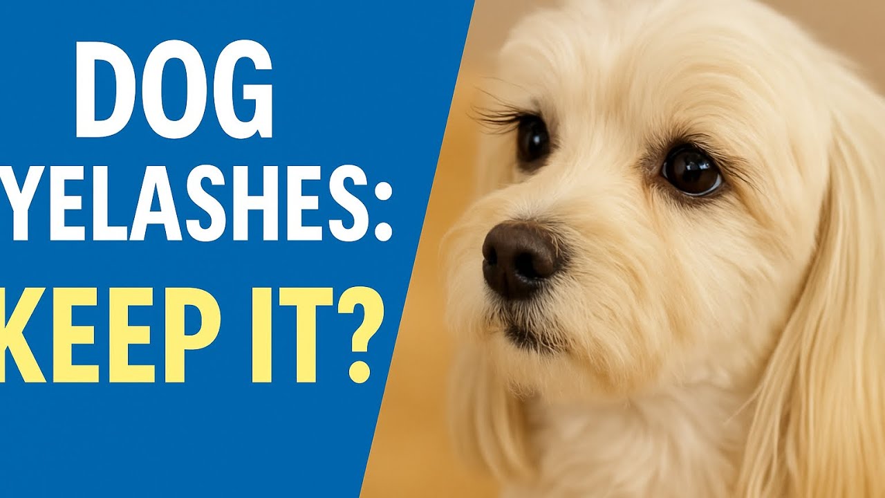 My Dog Eyelashes Are So Beautiful I Don't Want To Trim it! I Show You ...