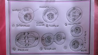 Simple Prophase Diagram Mitosis Definition
