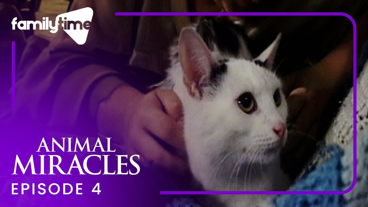 Animal Miracles | Episode 4 | Heavenly Friends - YouTube
