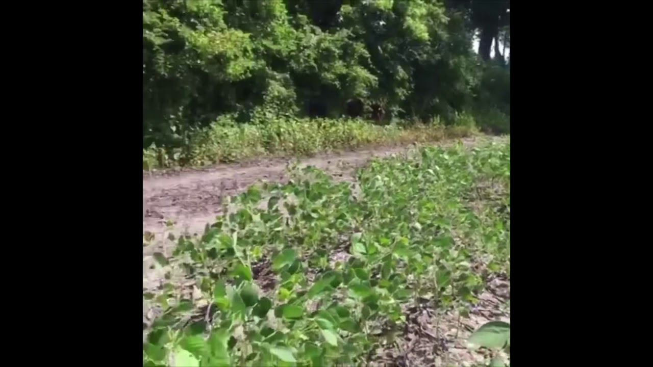 McClure, IL: Cahokia Rice Farm | Farm2IL - YouTube