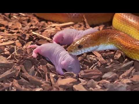 snake eat rat - YouTube