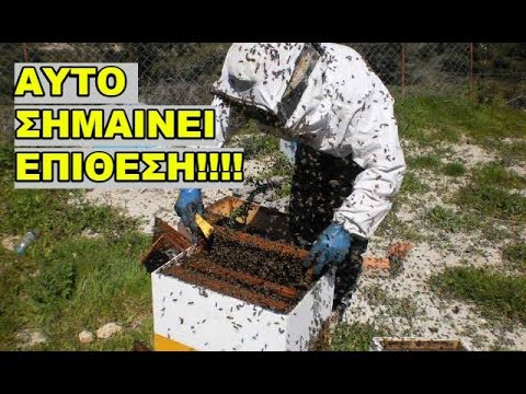 Επιθετικά μελίσσια: Βασικοί Χειρισμοί με αποτελέσματα.... - YouTube