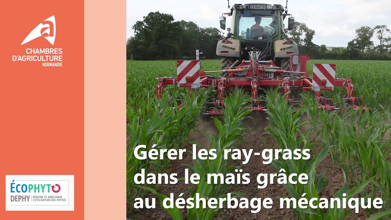 Désherbage des Ray-Grass dans le Maïs en réduction d'herbicide 🌽 - YouTube