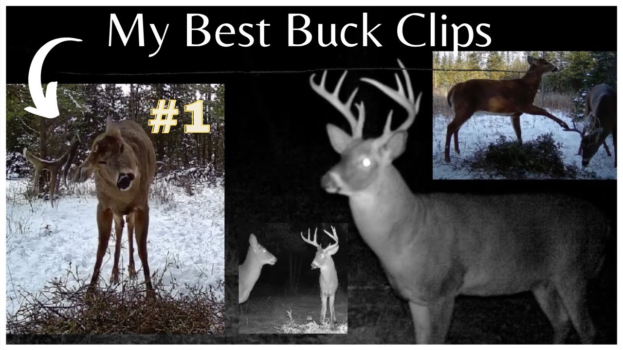 My 12 Most Memorable Whitetail Buck Trail Cam Captures - YouTube