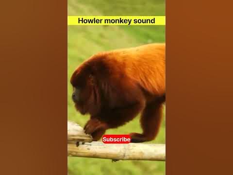 Howler monkey sound part 2 - YouTube