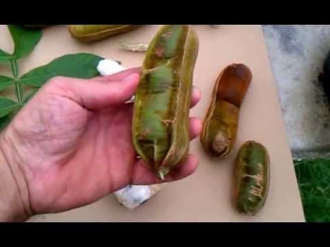 Weird Tropical Fruit - Ice Cream Bean - Pacay - Guaba - YouTube