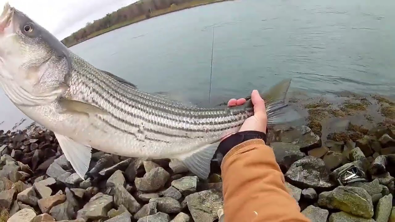 Striped bass fishing cape cod canal 2023 - YouTube