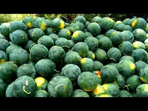 cara proses muatan semangka#semangka hitam jumbo.