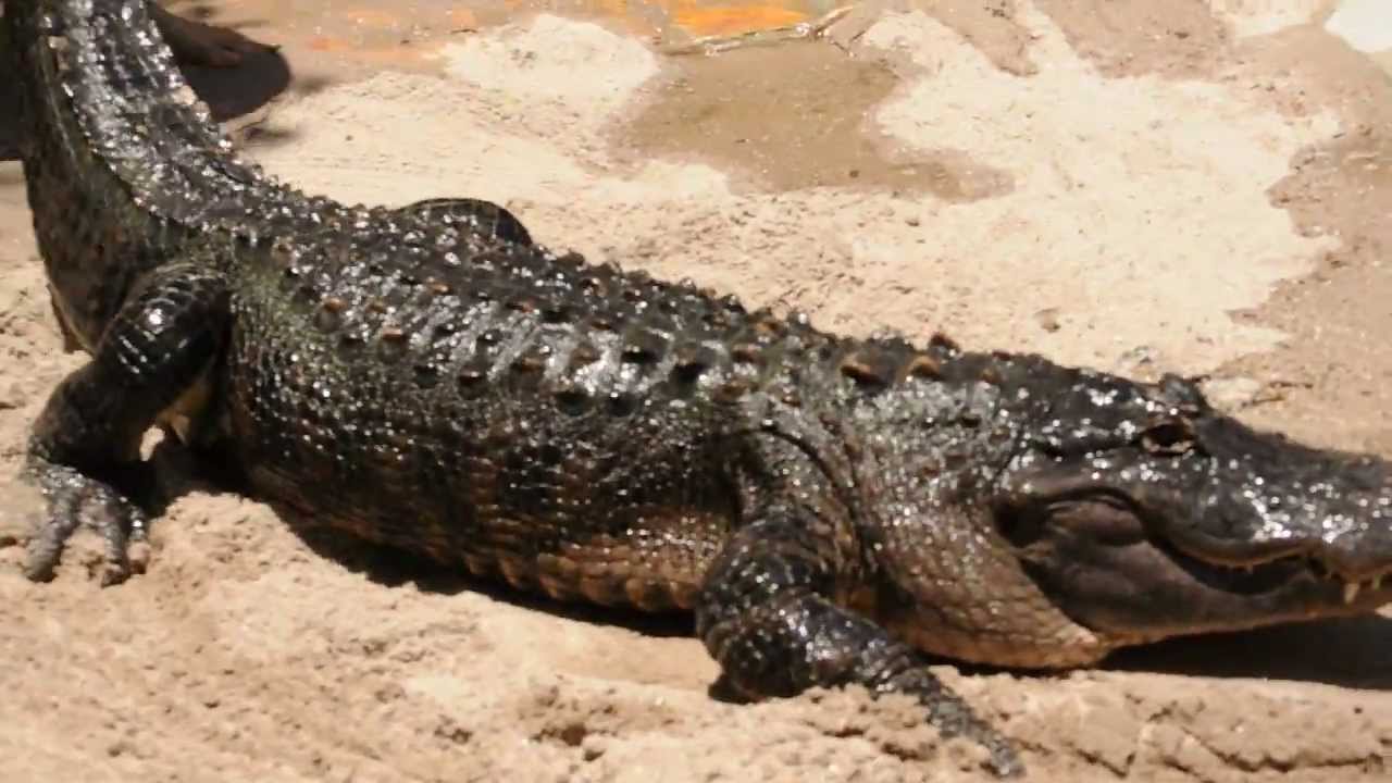 GATOR BOYS ALLIGATOR SHOW PART 1 AT HOLIDAY PARK IN THE FLORIDA ...
