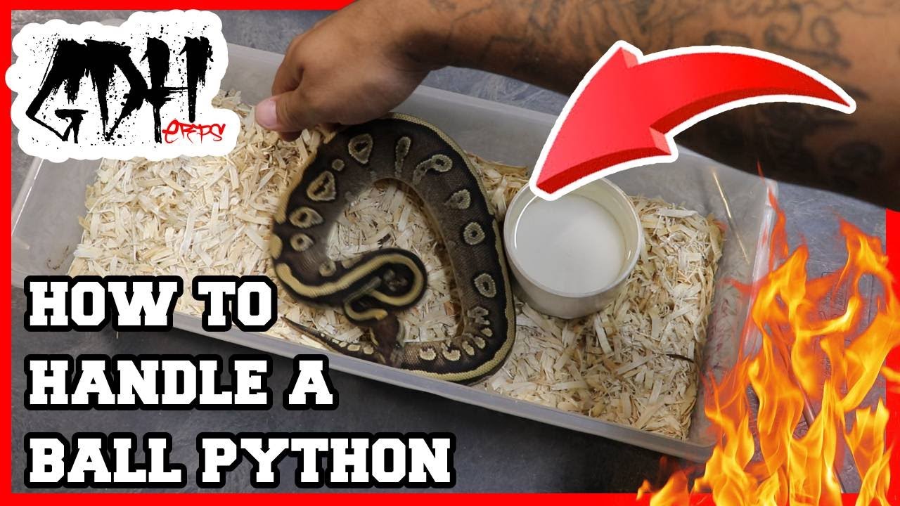 HOW TO HANDLE YOUR PET BALL PYTHON LIKE A PRO! - YouTube