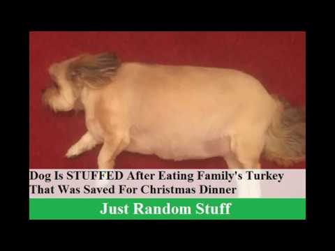Dog Is STUFFED After Eating Family's Turkey That Was Saved For ...