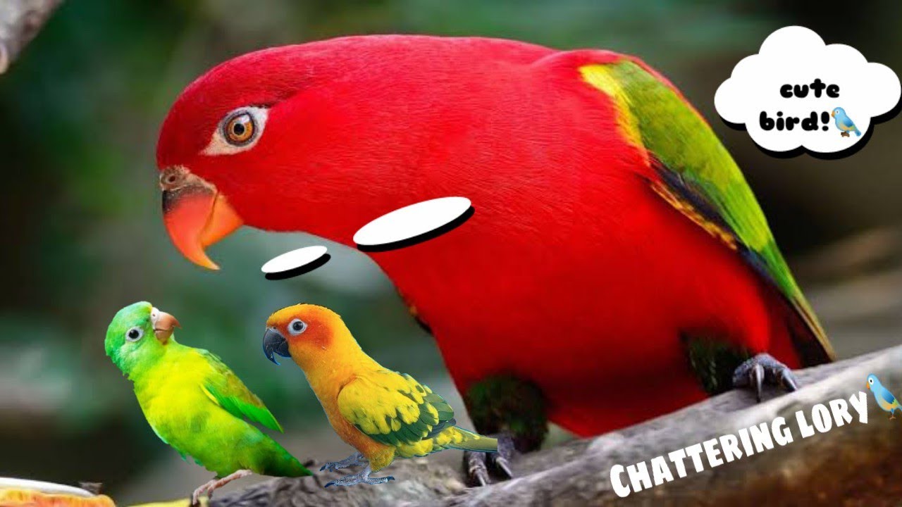 || Cute bird chattering Lory || - YouTube