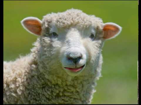 Happy Valentines day Talking Sheep - YouTube