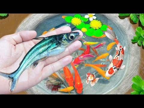 Amazing Catch of Small Ornamental Sharks in the Pond, Zebra Fish, Koi ...