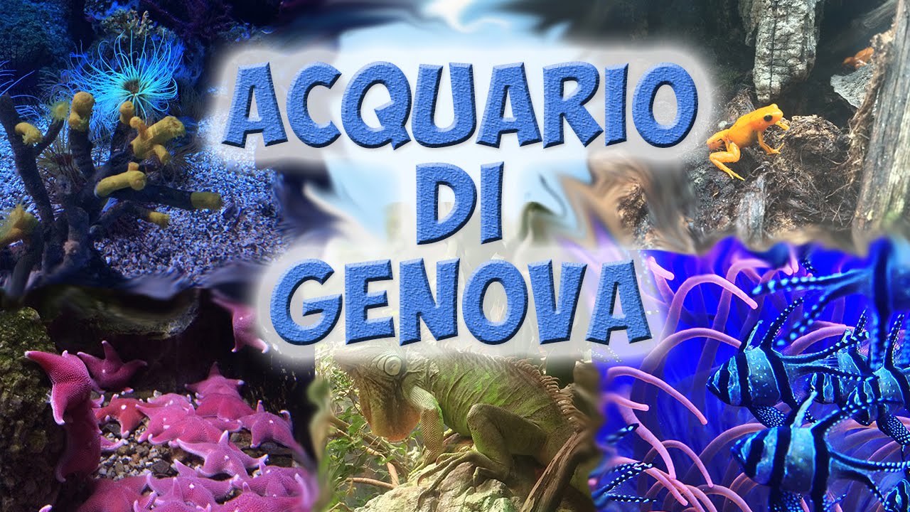 Gioco visita l'Acquario di Genova [Montaggio] - YouTube
