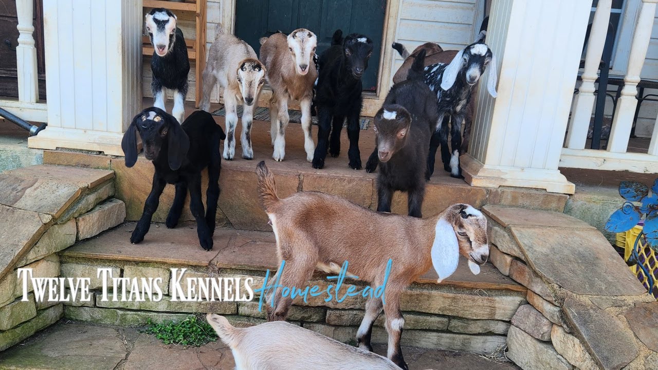 Raising goats is like having your own living lawn mowers👩🏽‍🌾🐐| Twelve ...