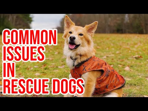 Seven common problems rescue dogs face, and ways you can help [Complete ...