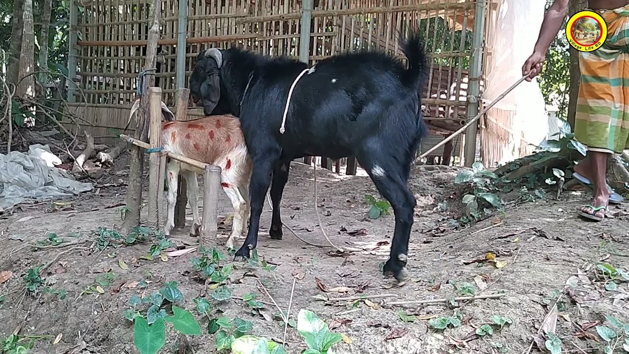 Lots of two goats they do very beautiful surprising shoots which we ...