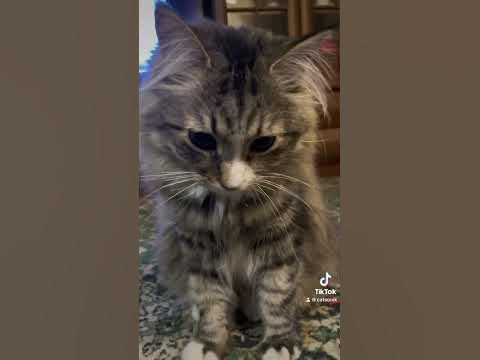 Сонік критикує кожанку - YouTube