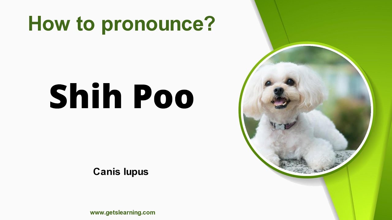 How To Pronounce Shih Poo In English Correctly YouTube how-to-pronounce-shih-poo-in-english-correctly-youtube