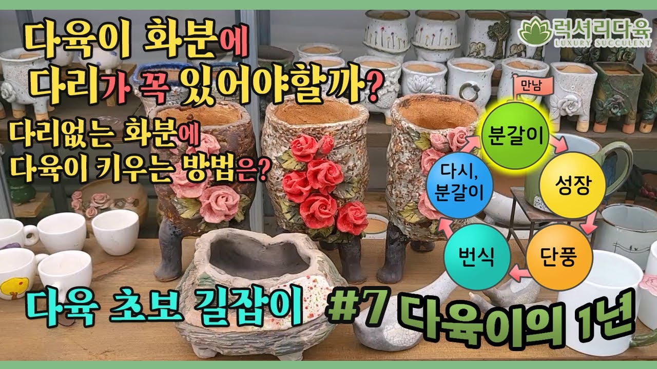 다리없는 화분에 다육이 키우는 법은 다육 화분 다리가 꼭 필요한가요 다육 초보 길잡이 다육이의 1년 7탄 럭셔리다육 안성 다육이의1년 Youtube