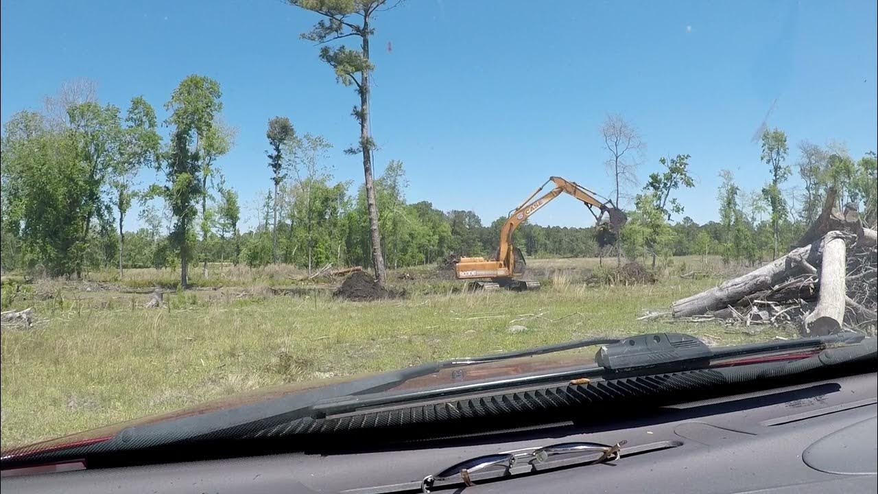 Felling Large Pine with large Case Excavator. - YouTube