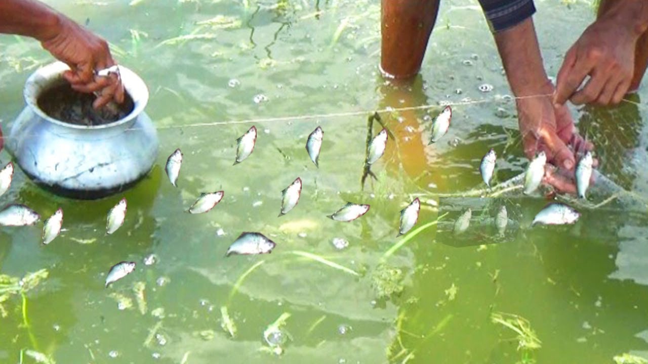 Unbelievable Net Fishing | Asian Traditional Net Fish Catching in ...