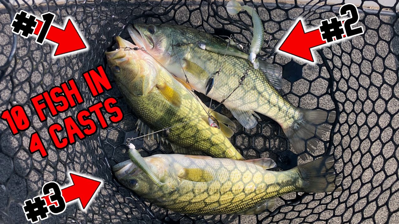 Should THIS be Legal? Alabama Rig Catches 3 Fish on ONE Cast! (Multiple ...