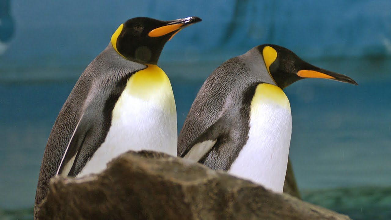 Some Amazing Facts About King Penguins YouTube some-amazing-facts-about-king-penguins-youtube