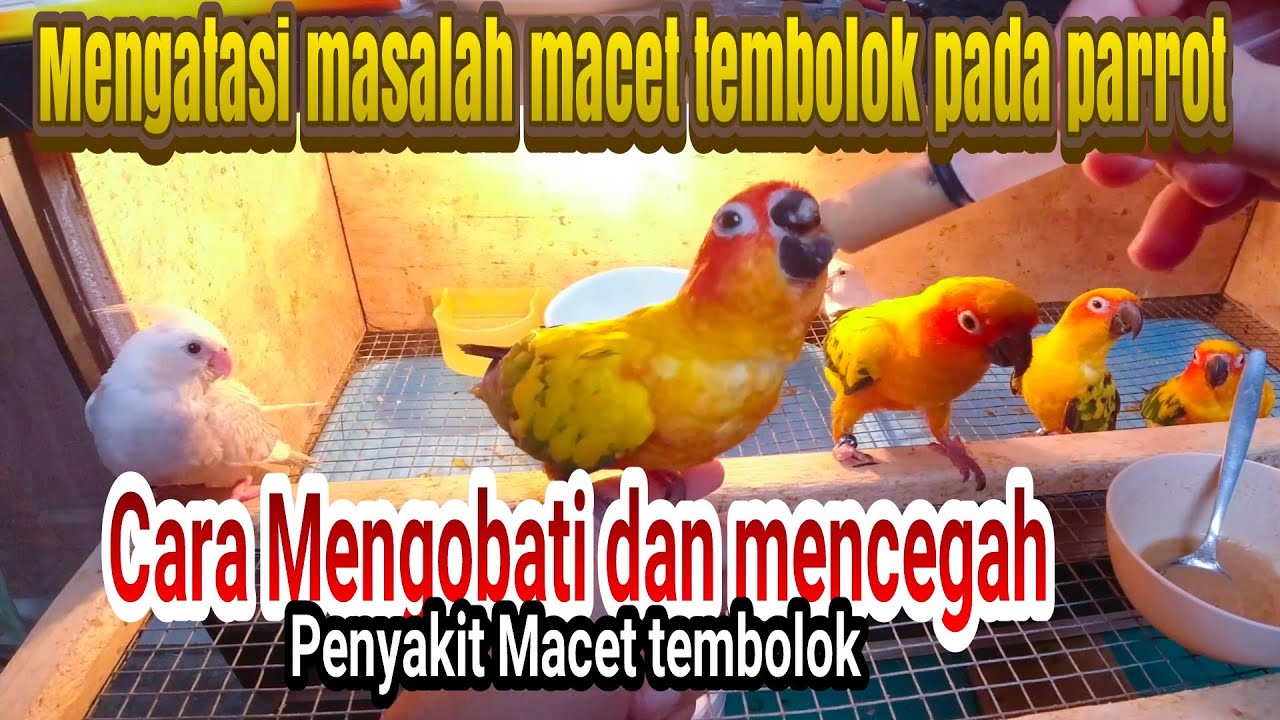 Mengatasi,dan mencegah macet tembolok pada bayi burung parrot - YouTube