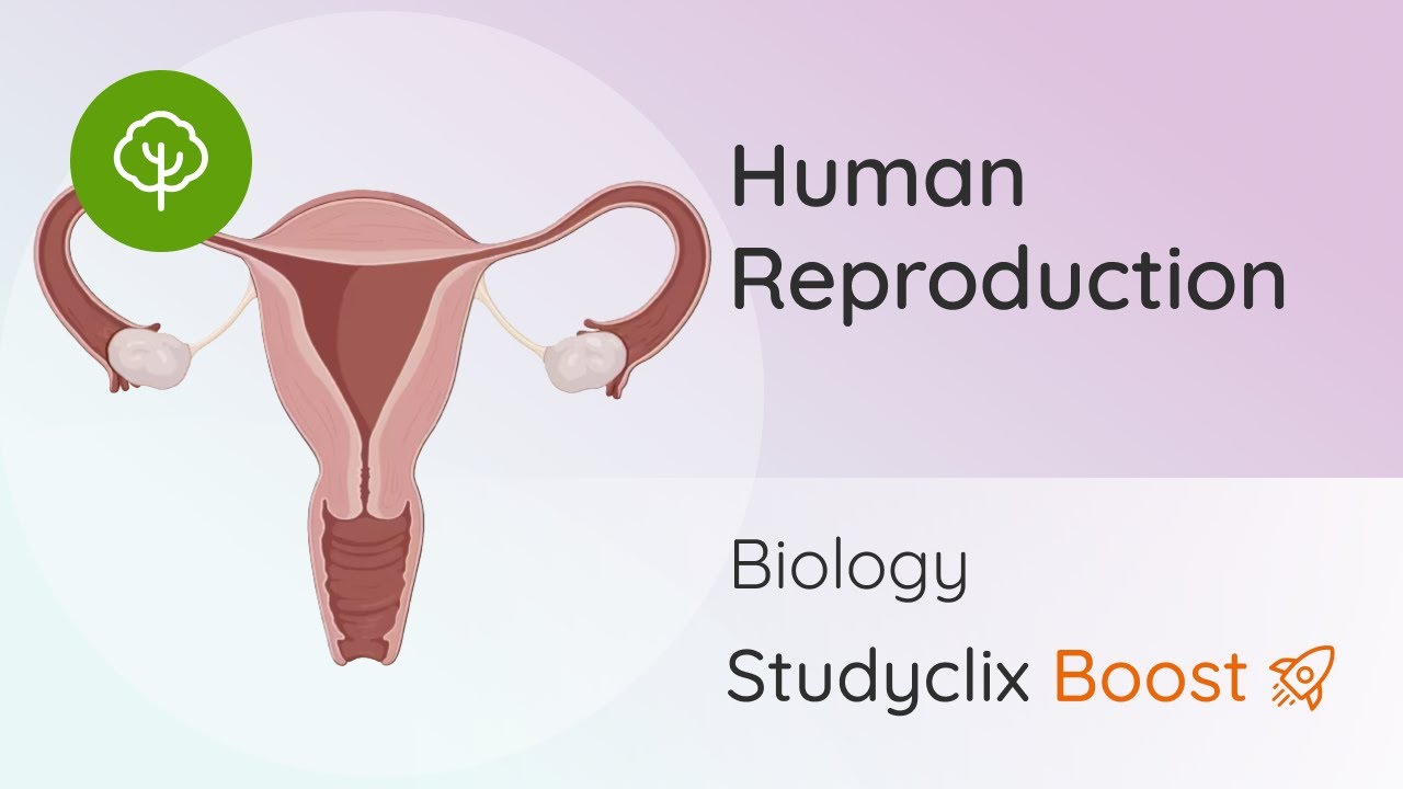 Male Anatomy and Functions, Human Reproduction - Leaving Cert Biology | Studyclix Boost - YouTube